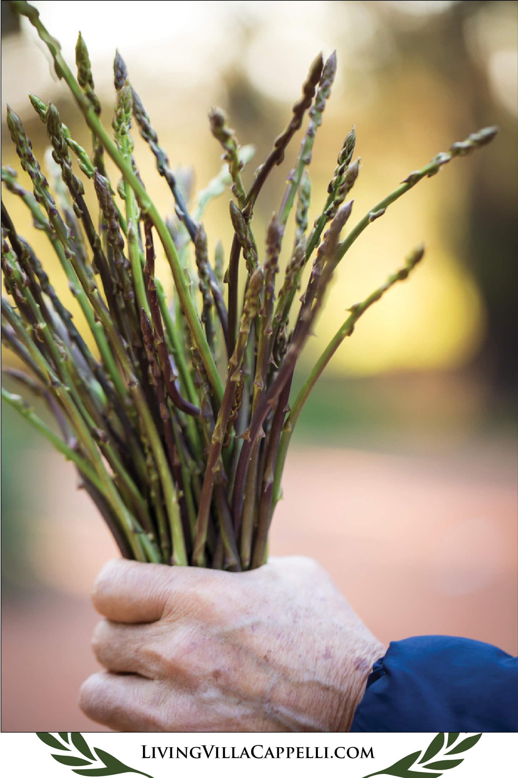 Preparing Asparagus — hunting, buying, and cooking | Living Villa Cappelli