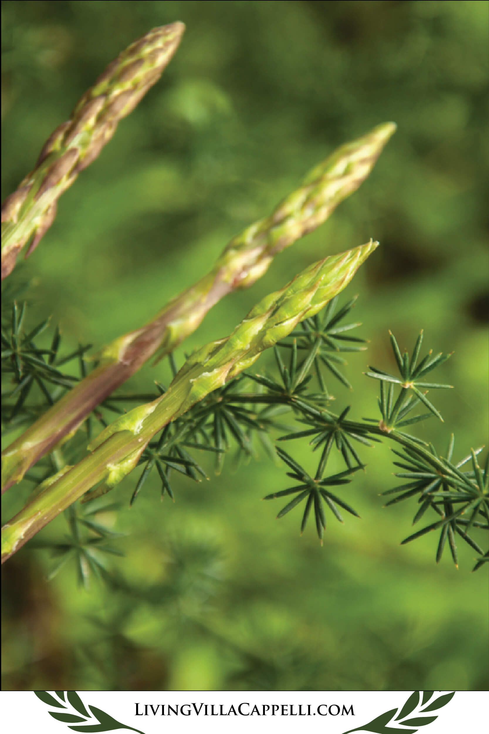 Preparing Asparagus — hunting, buying, and cooking | Living Villa Cappelli